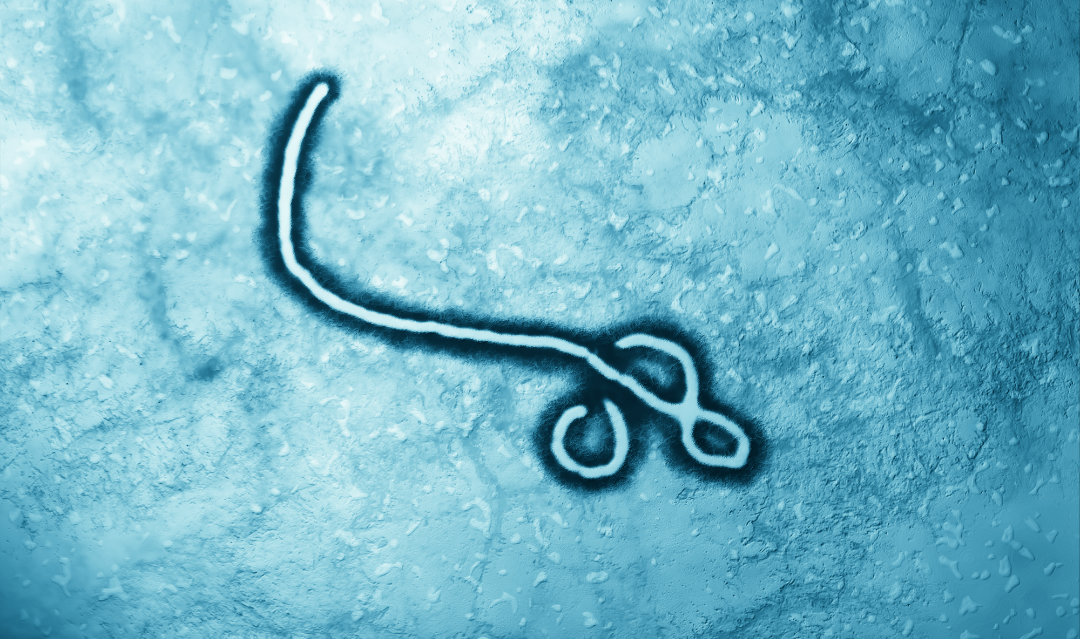 Researchers unlock biomechanics of how Ebola virus attaches to host ...