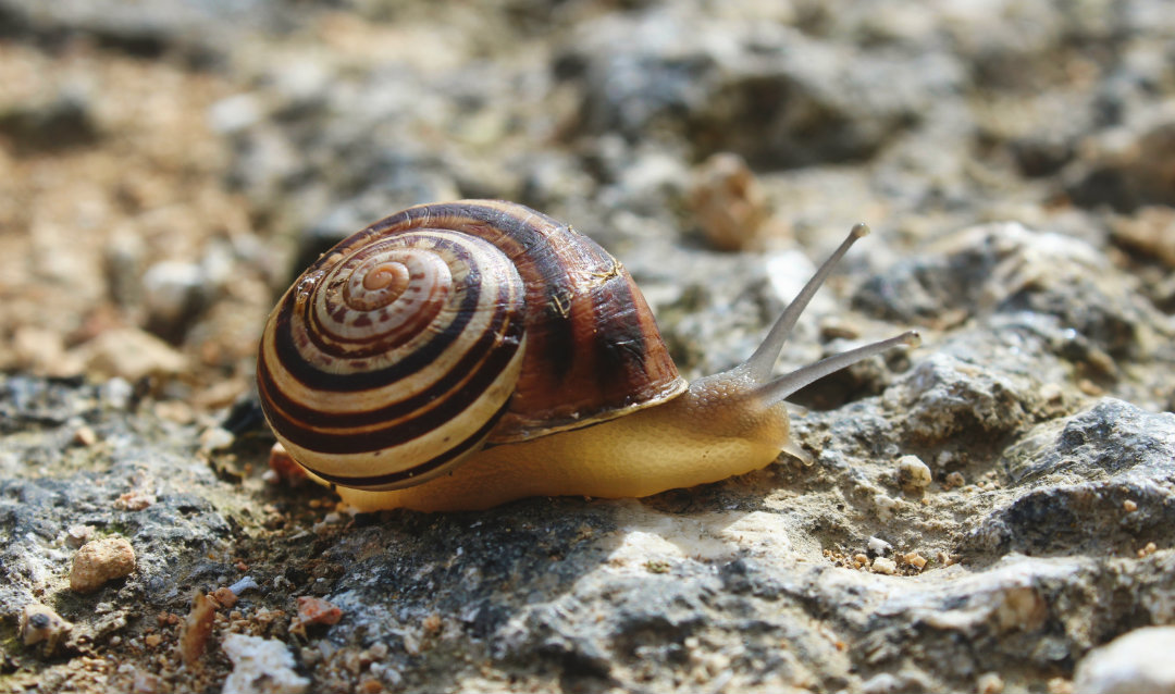 Engineers reveal reversible superglue inspired by snail mucus | P.C ...
